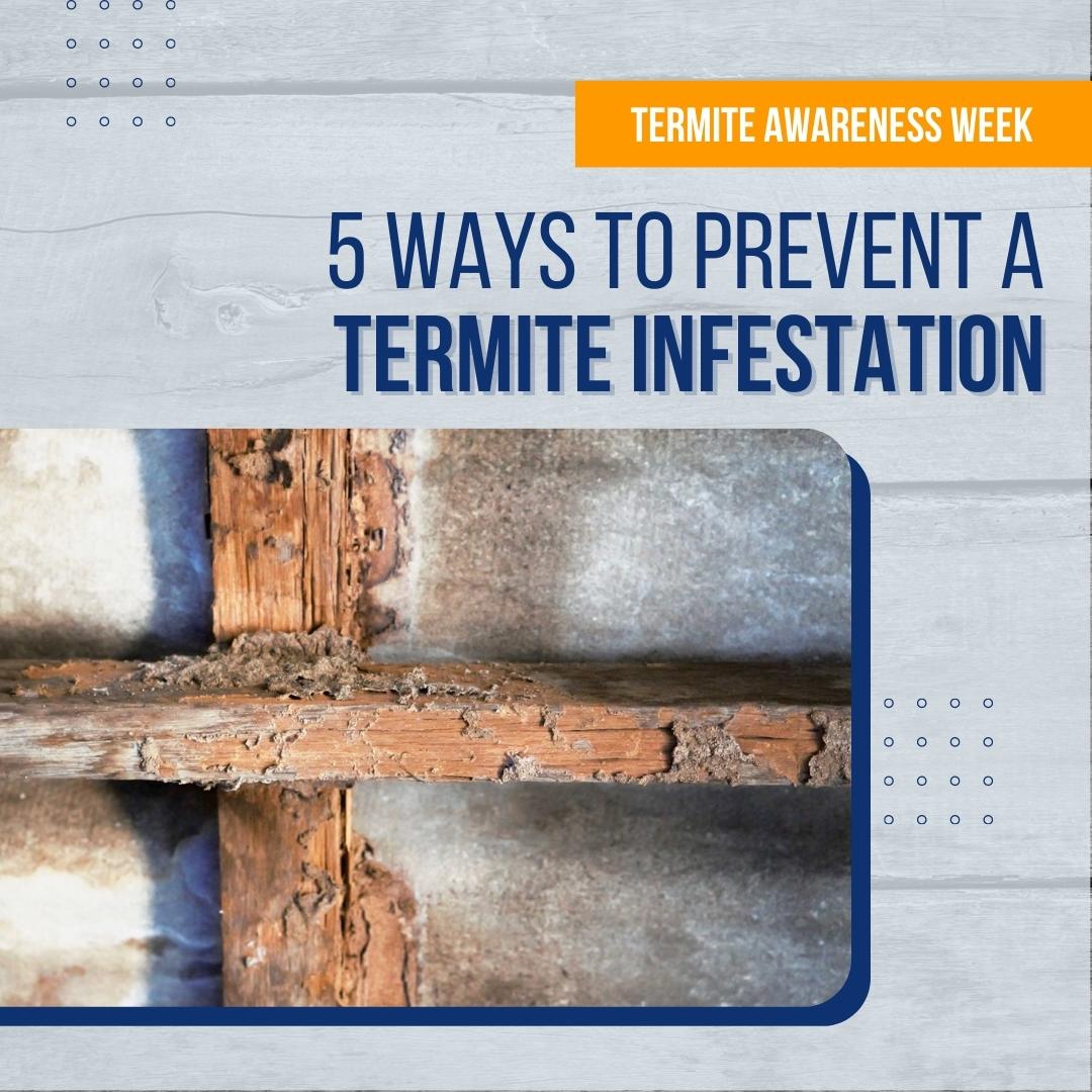 Termite Awareness Week! – GarciaSHomeS Real Estate Blog